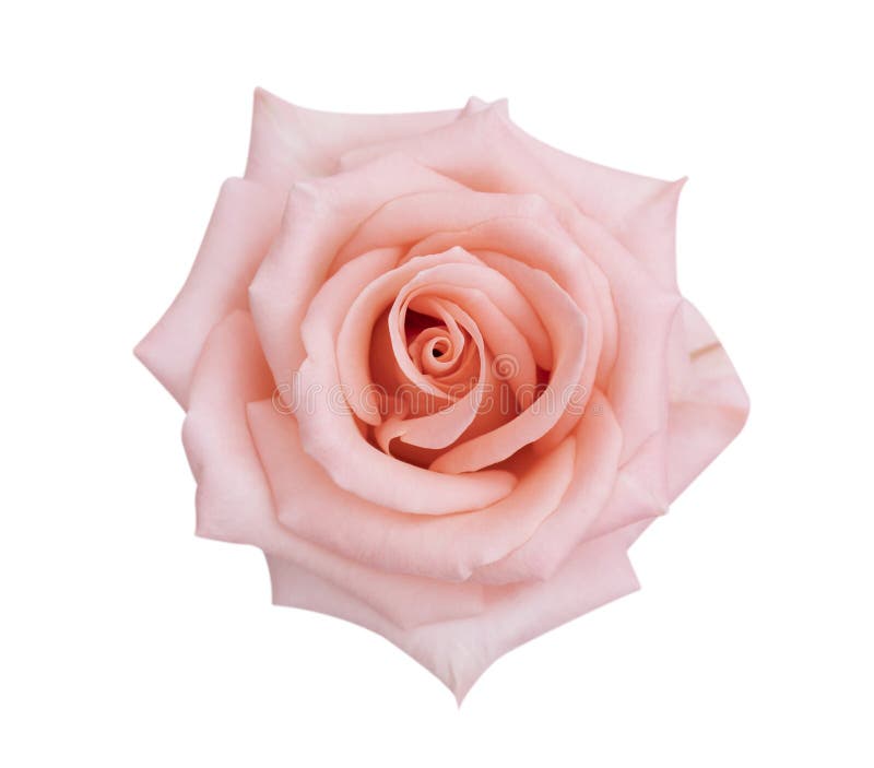 Pink Rose Head Flower Isolated on White Background, Soft Focus and ...