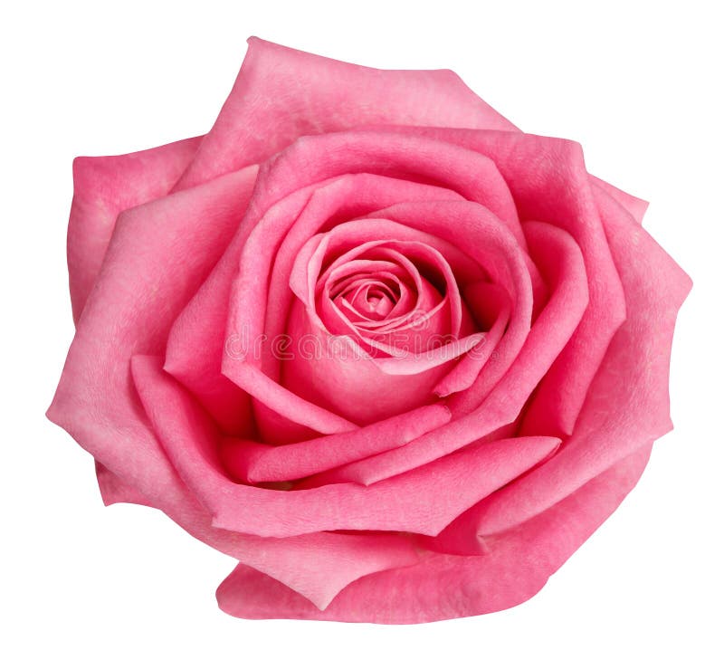 Pink Rose Head Isolated on White Background Stock Photo - Image of ...
