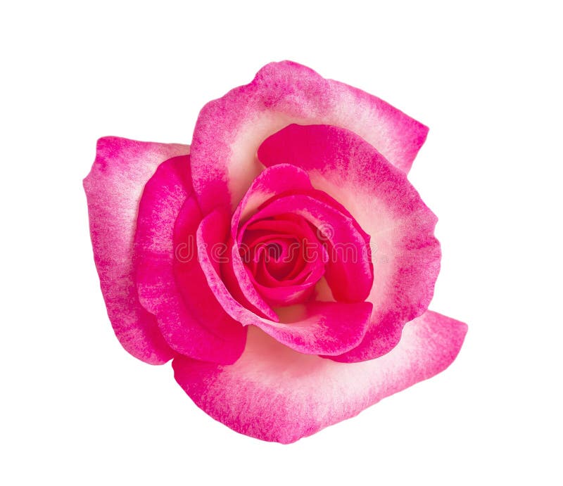 Pink rose head stock image. Image of celebration, white - 169193491