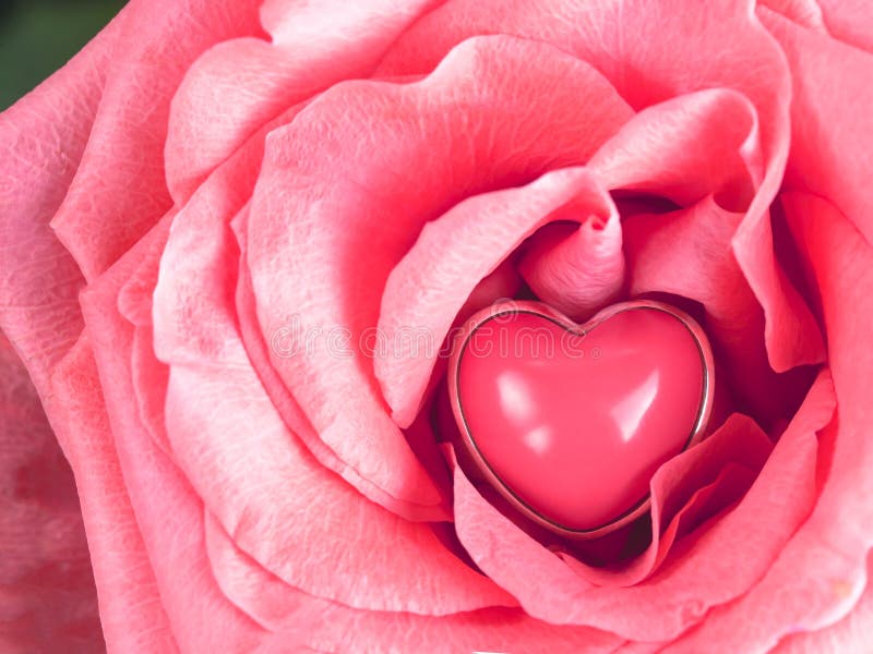 Pink Rose with Heart Shape Gem Inside Stock Photo - Image of greeting ...