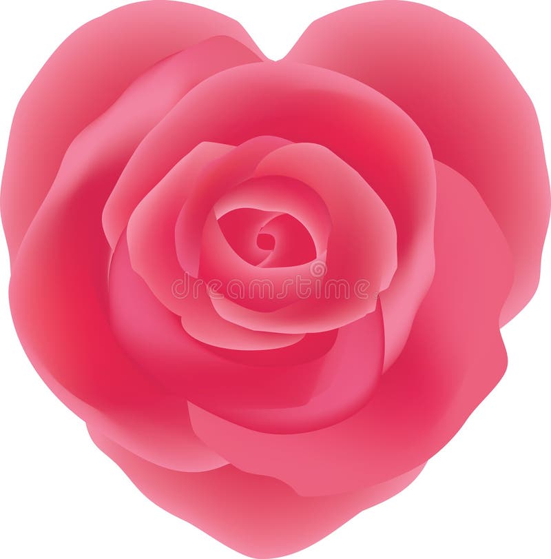 Pink rose,heart shaped stock vector. Illustration of feeling - 46435324