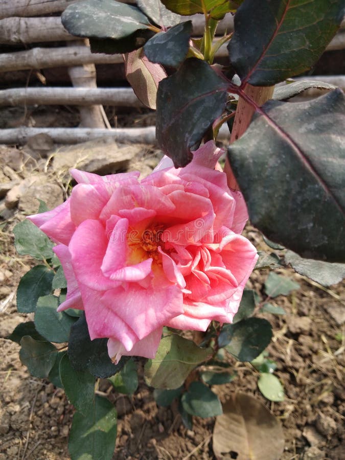 Pink rose stock photo. Image of high, pink, rose, defination - 137271548