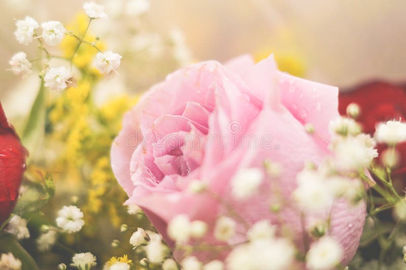 Pink rose - high detailed stock image. Image of detail - 86988681