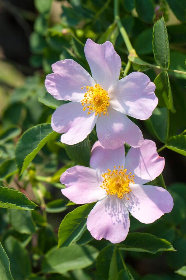 Pink Rose Hip Flower on a Bush Close-up Stock Photo - Image of greeting ...