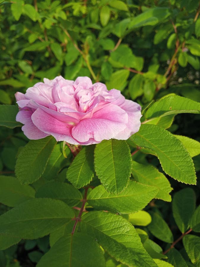 Pink rose hips flower stock photo. Image of plant, garden - 253550754