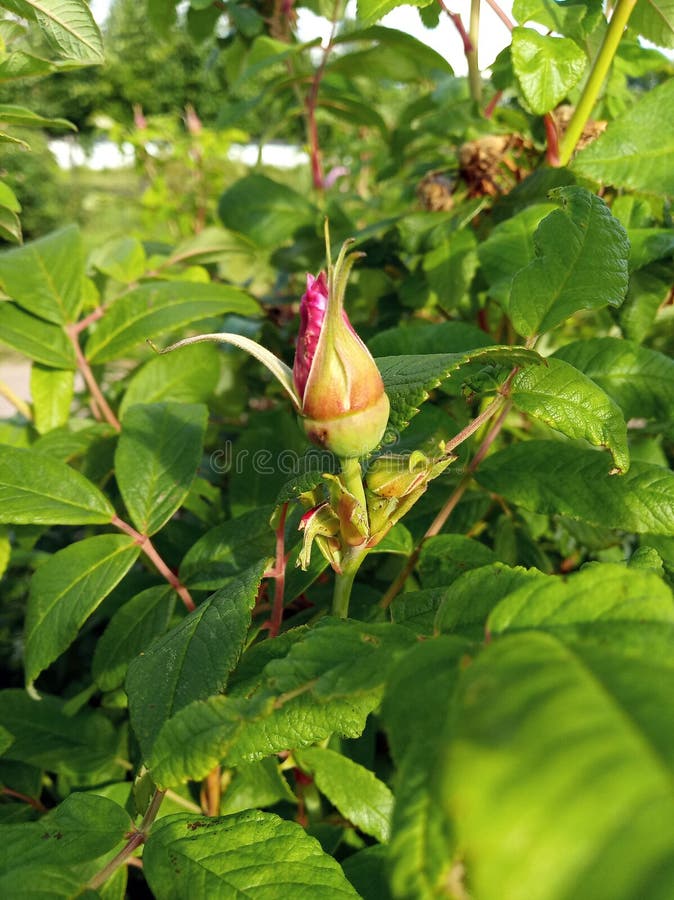 Pink rose hips flower stock image. Image of green, leaf - 253550759