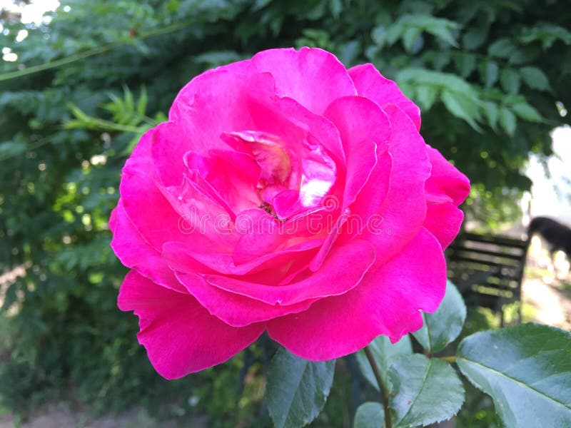 Pink rose stock image. Image of nature, pink, beauty - 96804105