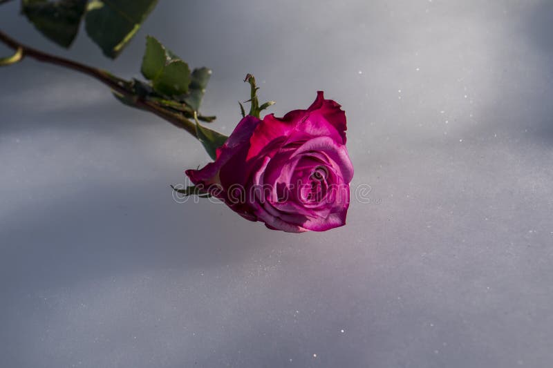 Pink rose on ice stock photo. Image of winter, tree - 264250832