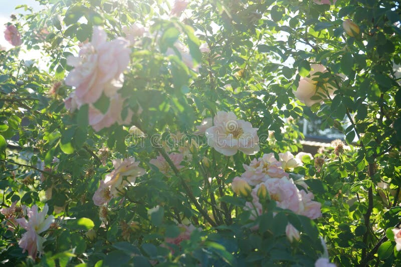 Pink Rose Illuminated by the Rays of the Sun in June. Berlin, Germany ...