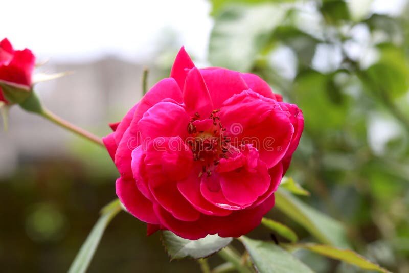 Pink rose of india stock image. Image of decoration - 233175013
