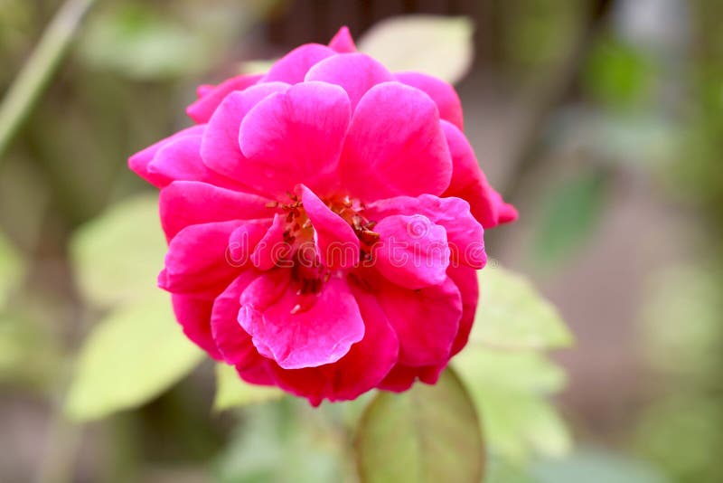 Pink rose of india - Image stock image. Image of garden - 233325839