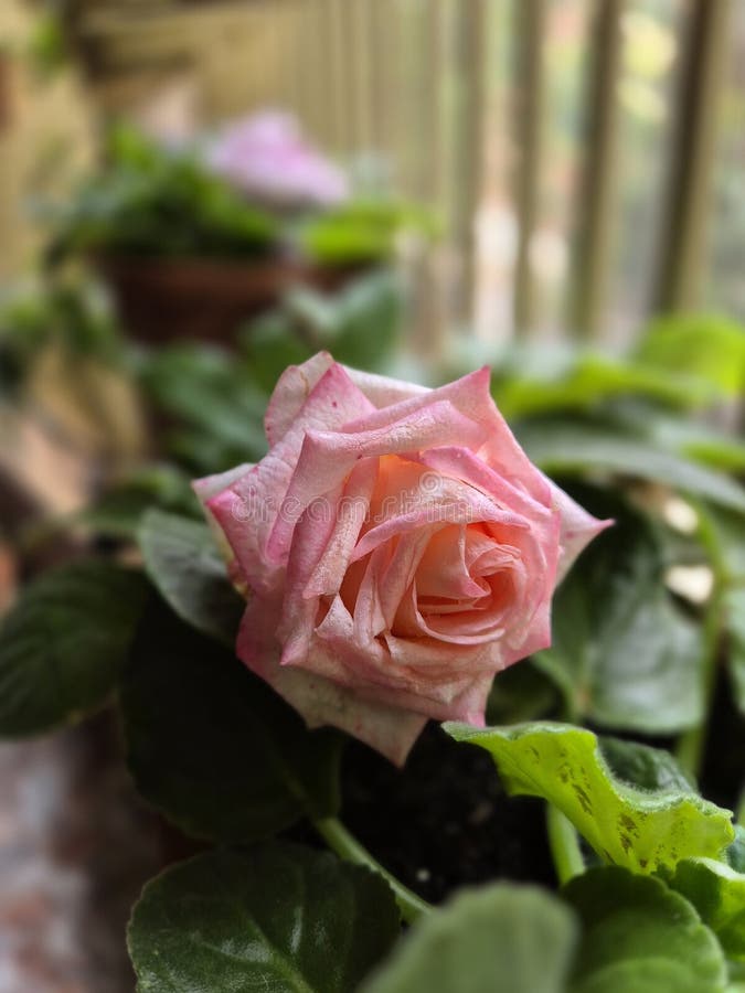 Pink Rose in the Indoor Garden of the House. Stock Image - Image of ...