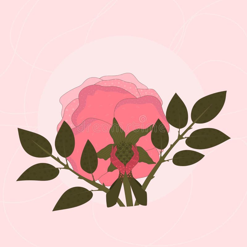 A Pink Rose Inside a Circle Stock Vector - Illustration of design ...