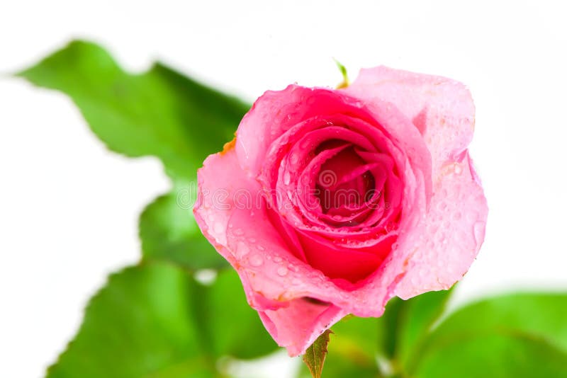 Pink rose isolated stock photo. Image of bloom, rose - 42659974