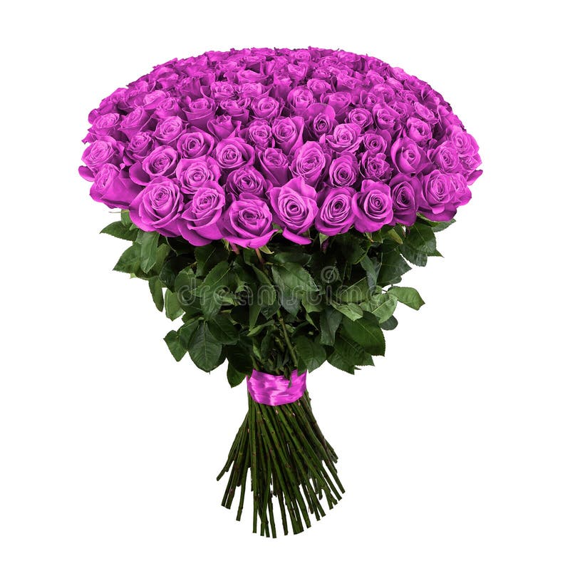 Pink Rose. Isolated Large Bouquet of 101 Rose on White Stock Image ...