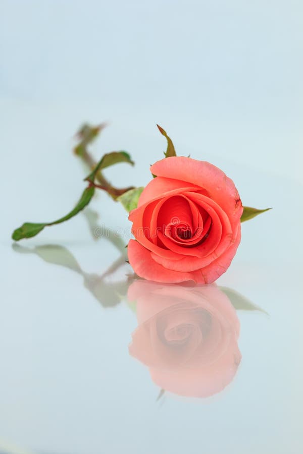 Pink Rose Shadow Horizontally Stock Photos - Free & Royalty-Free Stock ...