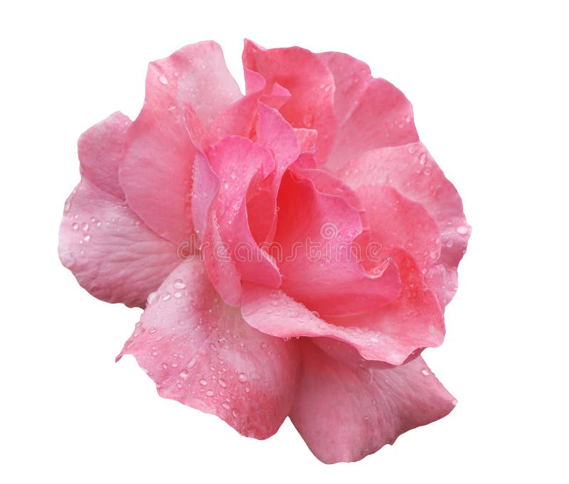 Pink rose isolated stock image. Image of blossom, flora - 39064521