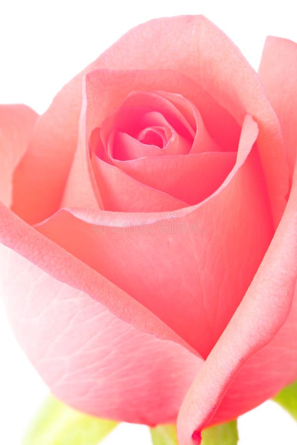 Pink Rose And T Card Of Message I Love You Stock Image Image Of Freshness Beauty 36939879