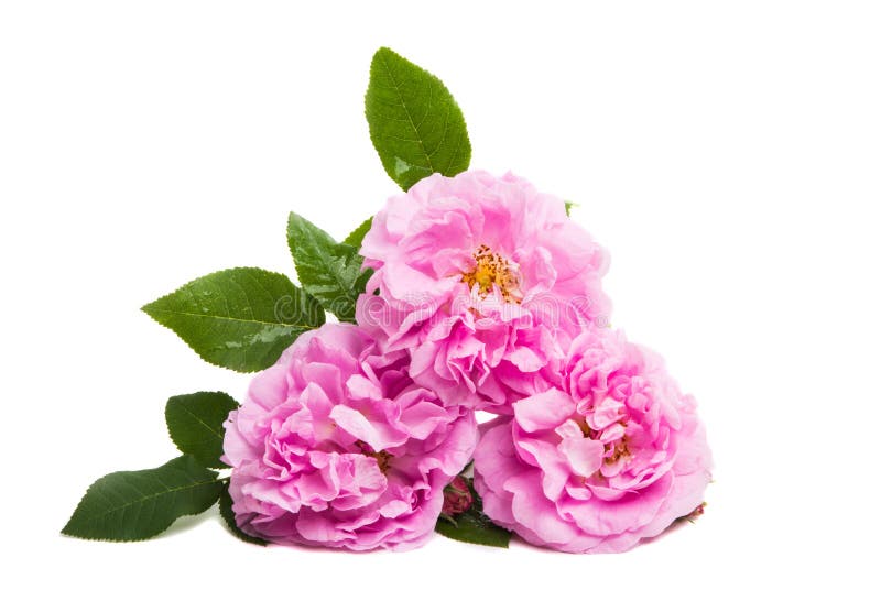 Pink rose isolated stock photo. Image of roses, color - 131311810