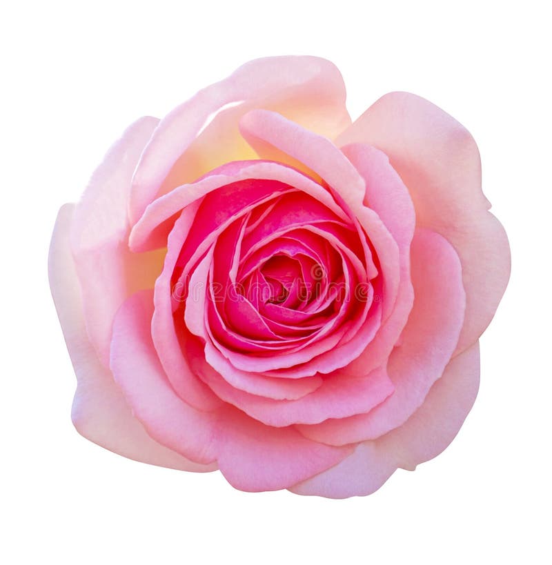 Pink Rose Isolated on White Background Stock Image - Image of gift ...