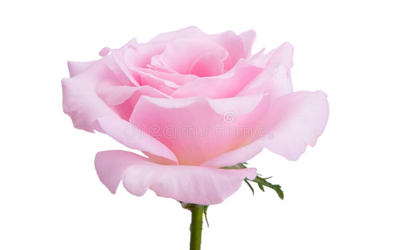 Pink rose isolated stock image. Image of bloom, beauty - 236867465