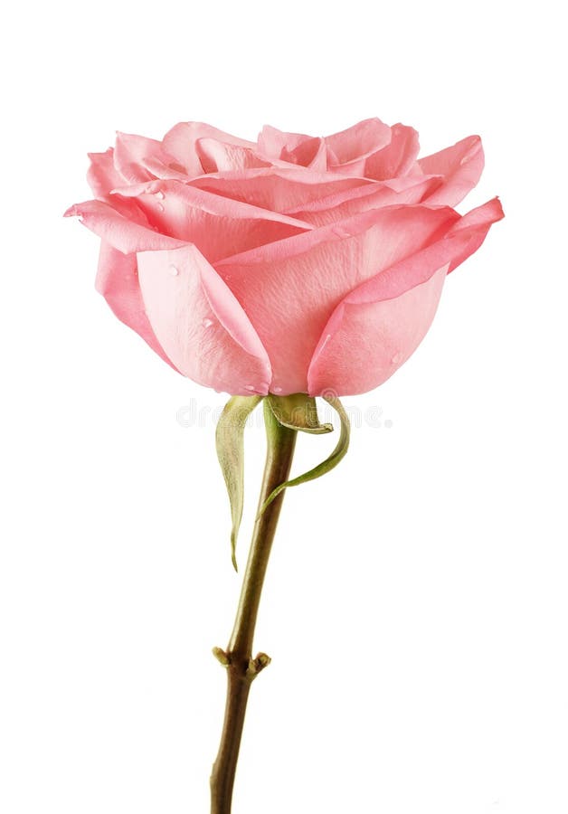 Pink Rose Isolated on White Background Stock Image - Image of bloom ...
