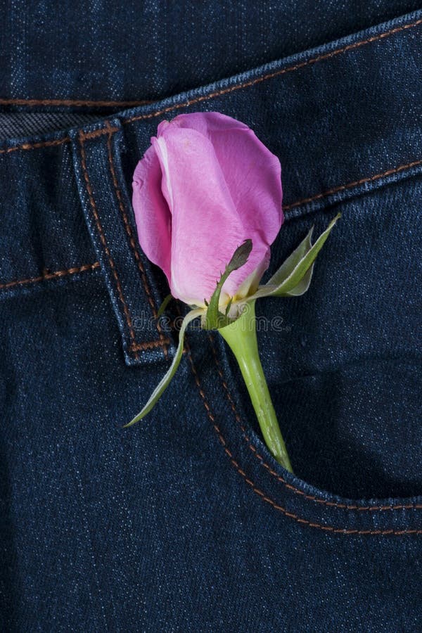 Pink Rose in the Jean Pocket Stock Image - Image of denim, freshness ...