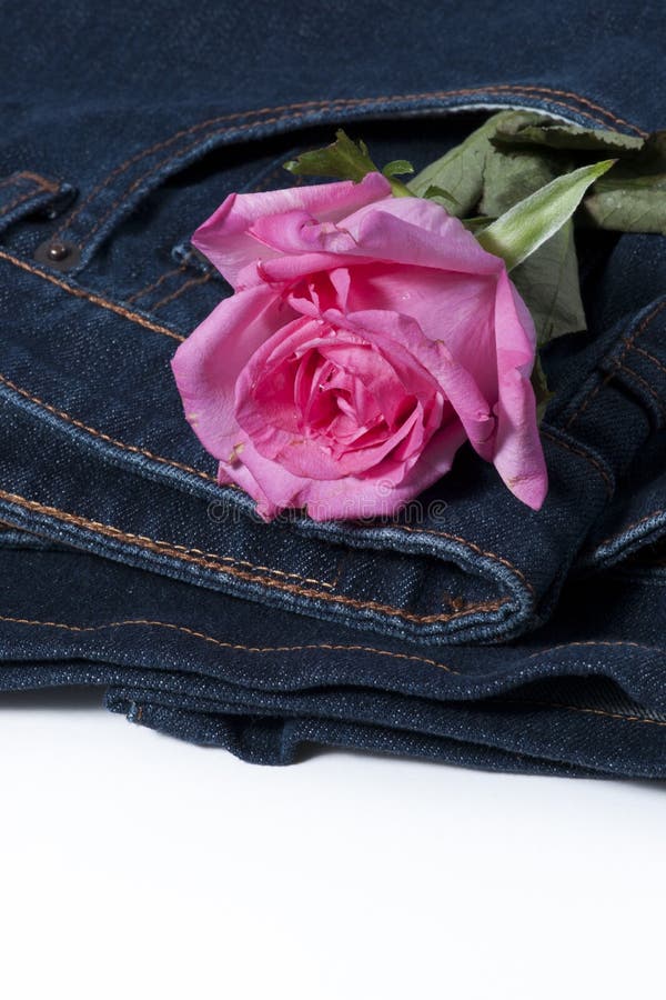 Pink Rose in the Jean Pocket Stock Photo - Image of life, blossom: 26526320