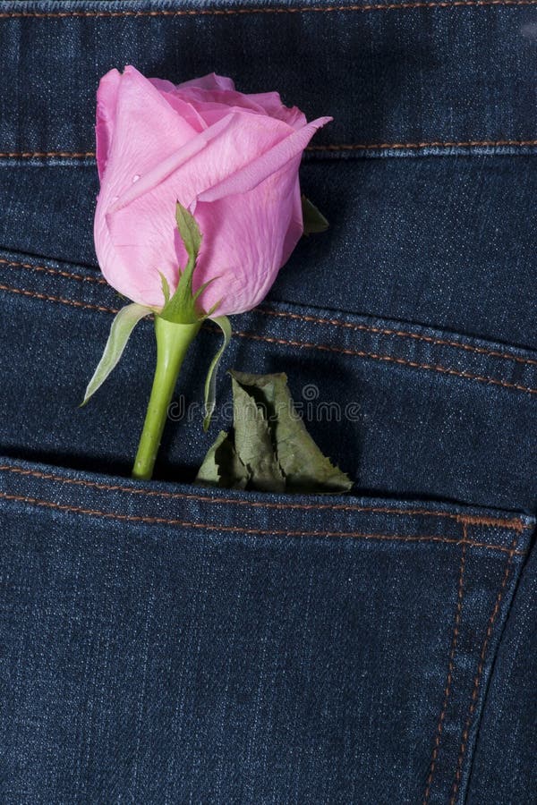 Pink Rose in the Jean Pocket Stock Photo - Image of green, greeting ...