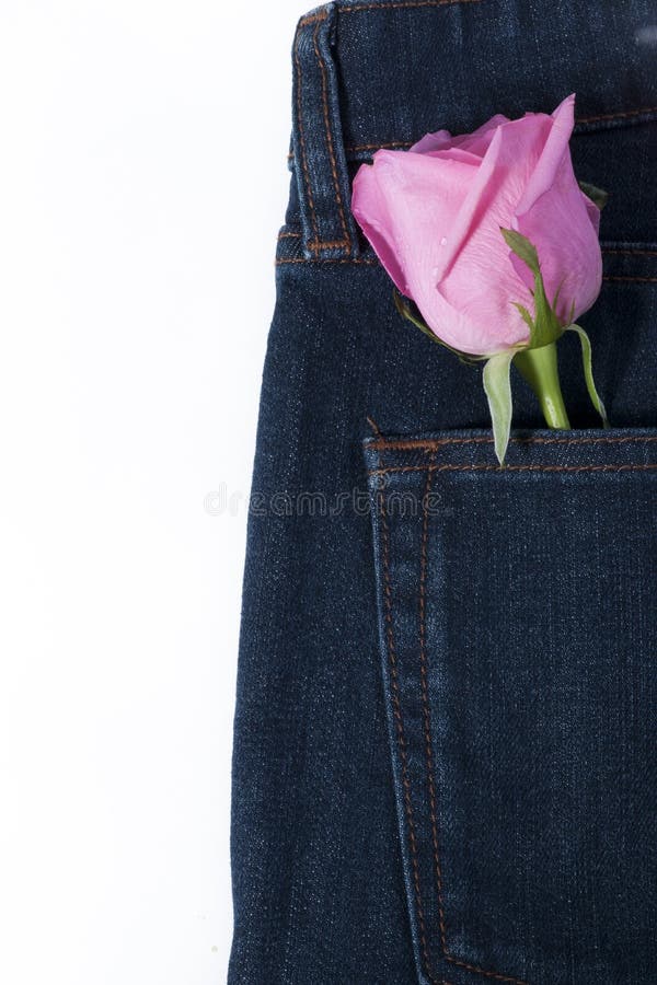 Pink Rose in the Jean Pocket Stock Image - Image of macro, colored ...