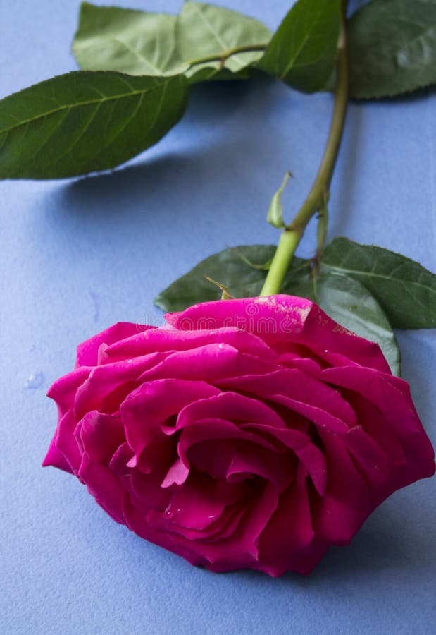 Pink Rose Laying, Rich Color Stock Image - Image of petals, garden ...