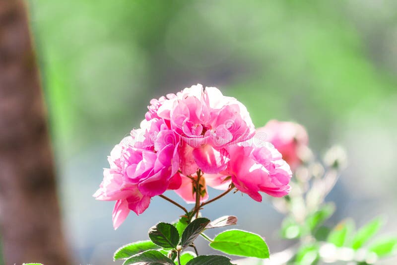 Pink rose on tree. stock photo. Image of blossom, leaf - 107809512