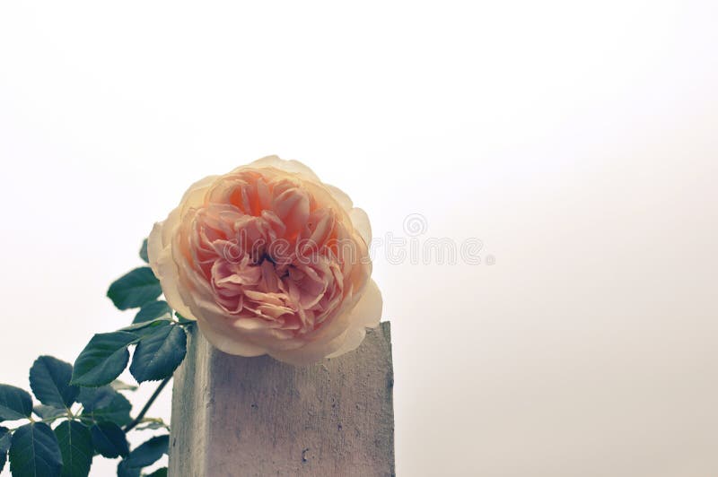 Pink rose stock image. Image of pink, scenic, outdoor - 53938739