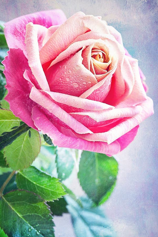 Pink rose stock image. Image of decoration, beauty, blooming - 23126569