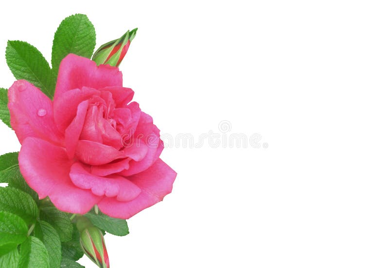 Pink Rose on the Left with Leaves and Buds, on the Right, Place for ...