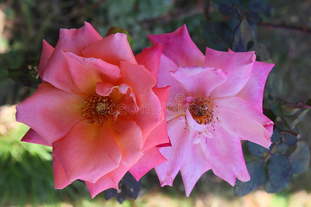 Pink rose and lilac rose stock image. Image of garden - 102490977