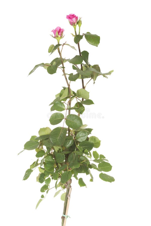 Pink rose stock image. Image of anniversary, bloom, rose - 45808331