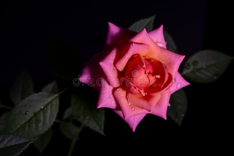 Pink Rose in a Low Key on a Dark Background Stock Image - Image of ...