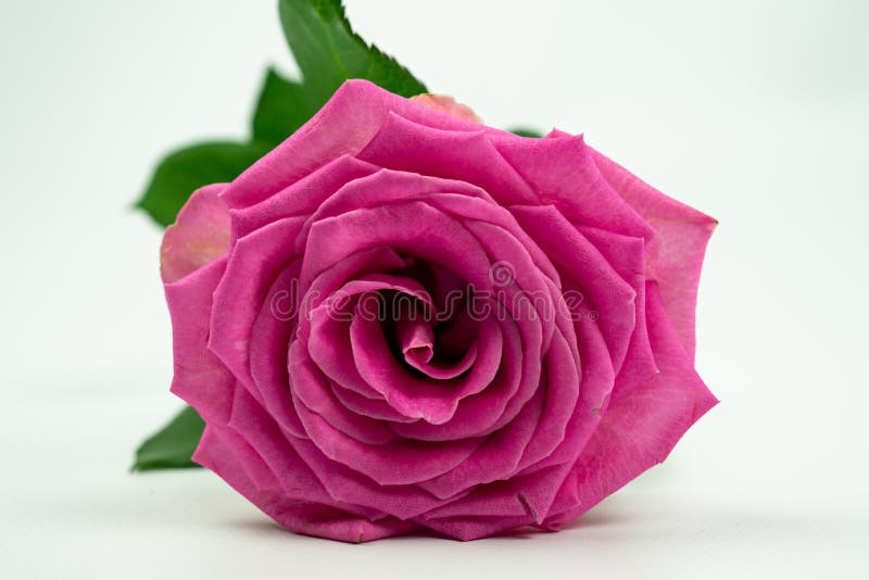 Pink Rose Isolated On A White Background Stock Photo - Image of pink ...