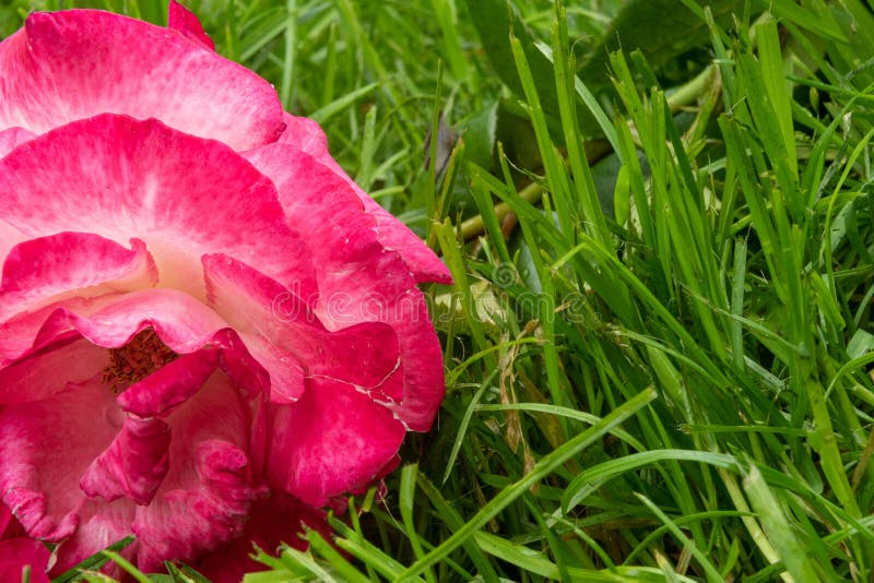 A Pink Rose Lying on the Grass Stock Photo - Image of fresh, flora ...