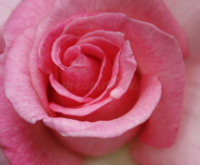 Pink Rose Macro stock image. Image of decorate, beautiful - 10009985