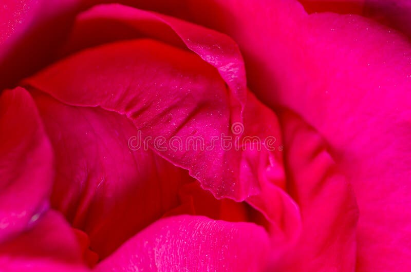 Pink rose macro stock photo. Image of macro, romantic - 23356606