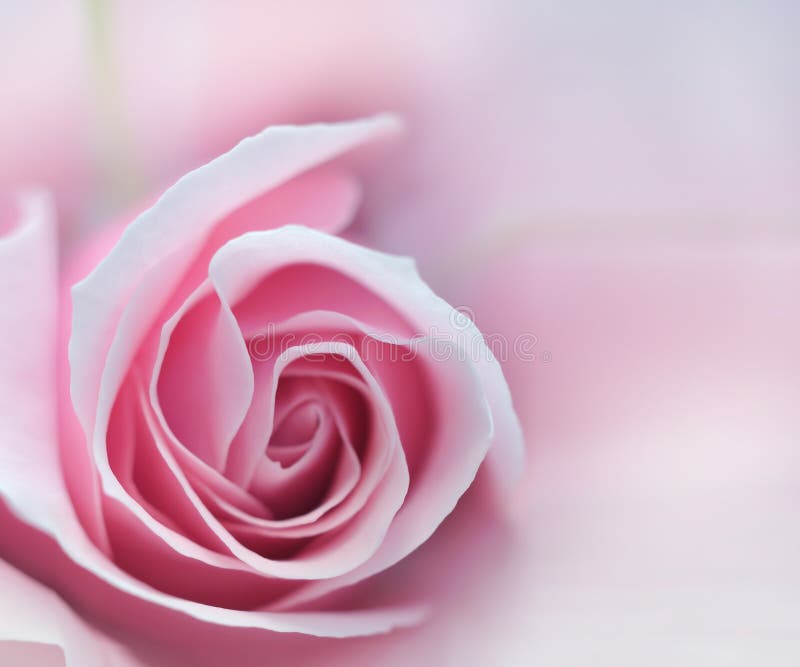Pink Rose Macro stock photo. Image of nature, blooming - 8394424