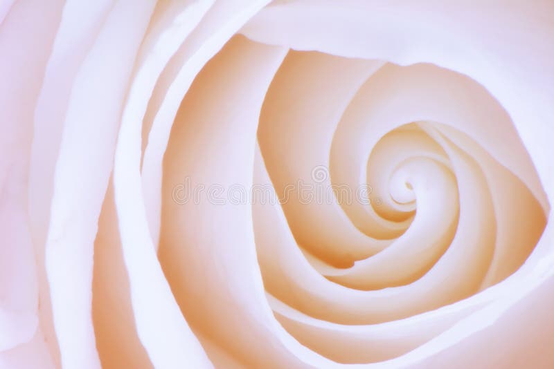 Pink Rose Macro - Abstract stock photo. Image of rose - 40625638