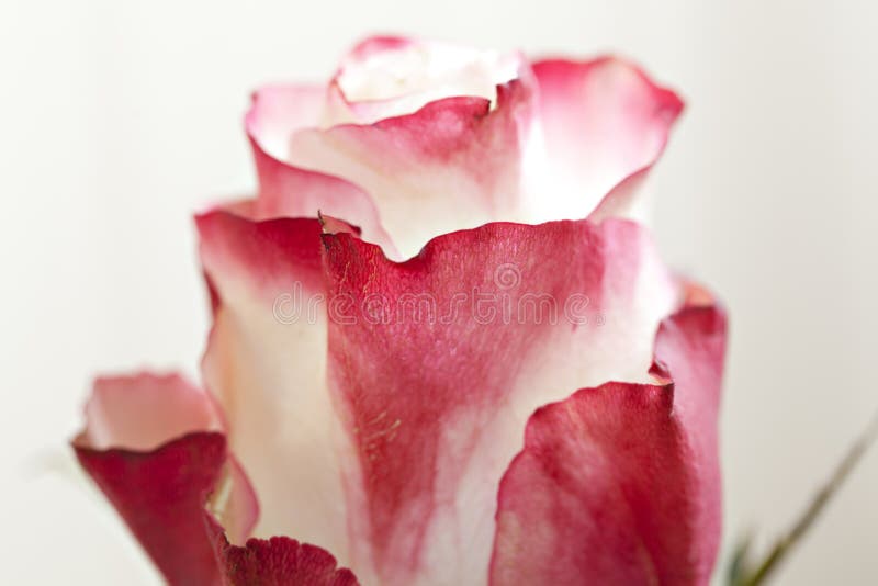 Pink rose macro close up stock photo. Image of soft, gift - 12658198