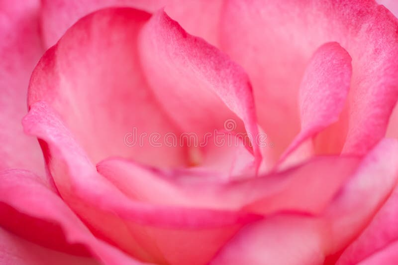 Pink rose macro close up stock image. Image of rose, close - 40276733