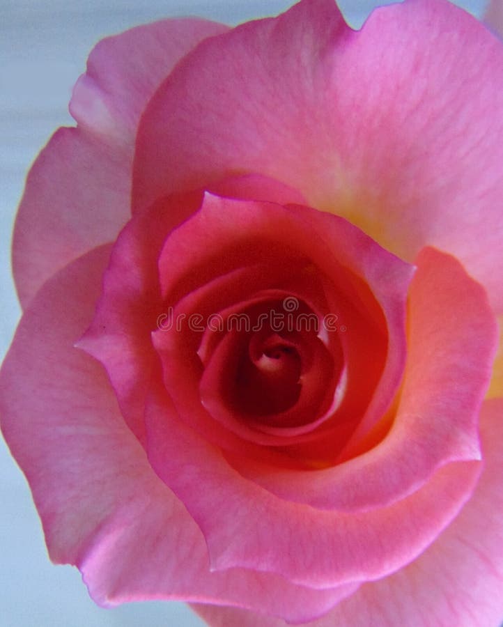 Pink Rose Macro stock photo. Image of blooming, flower - 85098832