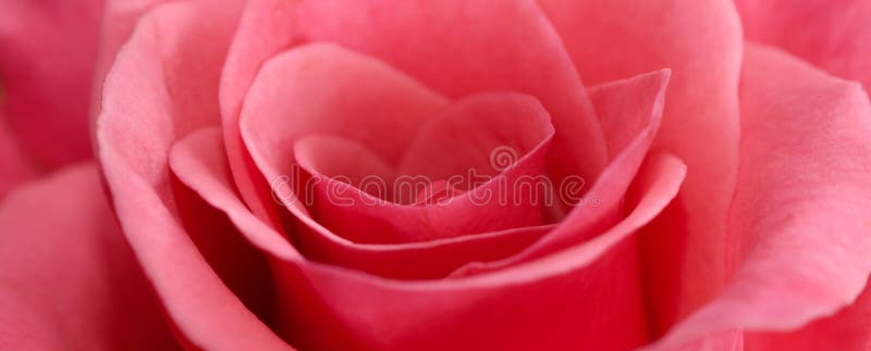 Pink rose macro stock photo. Image of plant, love, romance - 92557926