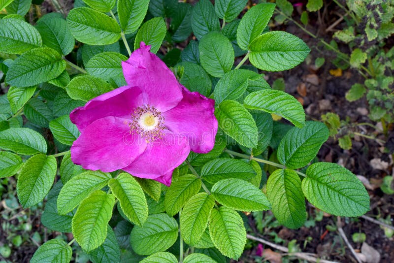 Pink Rose Mandala 02 stock photo. Image of rosehip, rosewood - 237452702