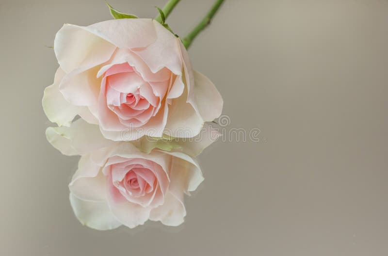 Pink rose on a mirror stock image. Image of green, gift - 37949367
